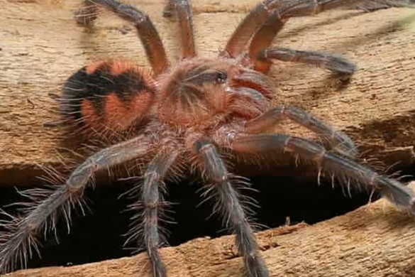 Discover The Skeleton Tarantula: Behavior And Defense Mechanisms ...