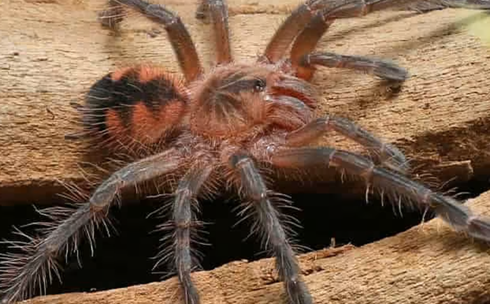 What Makes The Purple Starburst Birdeater Tarantula Unique? - Muchpet.com
